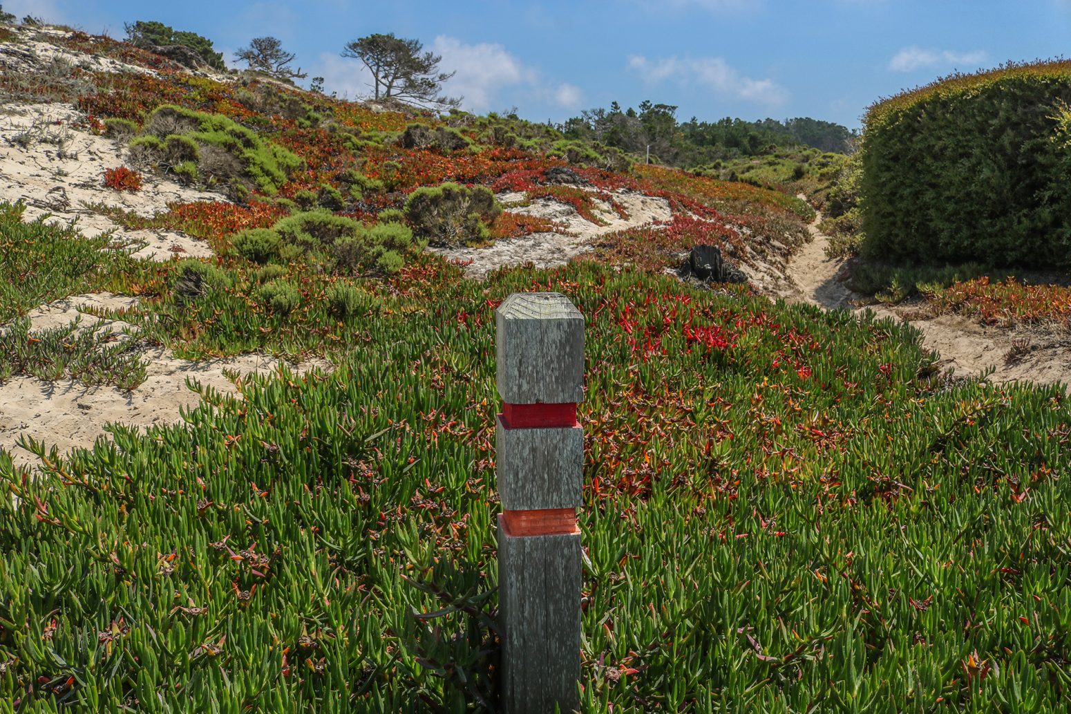 Happy Trails: Tips to Hiking the Del Monte Forest in Pebble Beach